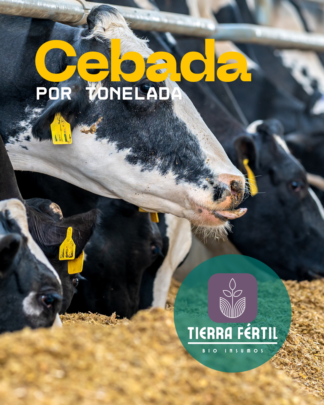 Cebada en Grano – Bioinsumos Tierra Fértil